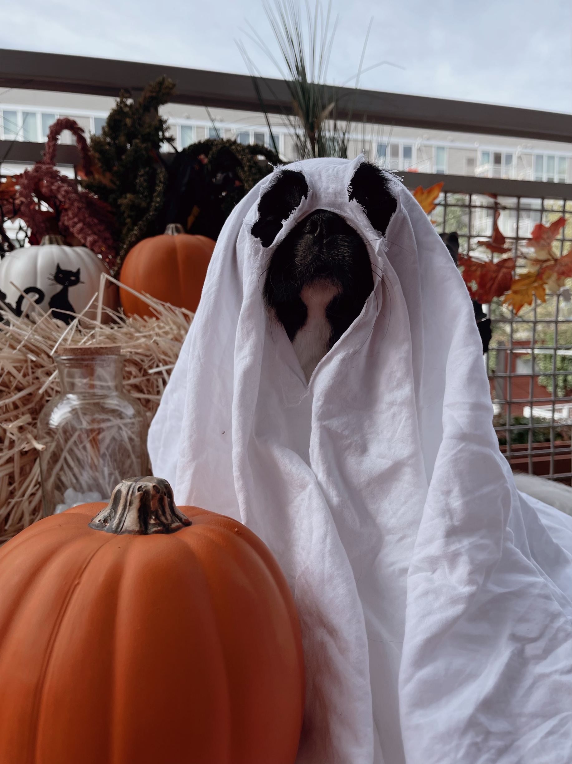 Popsicle - Furry People Productions