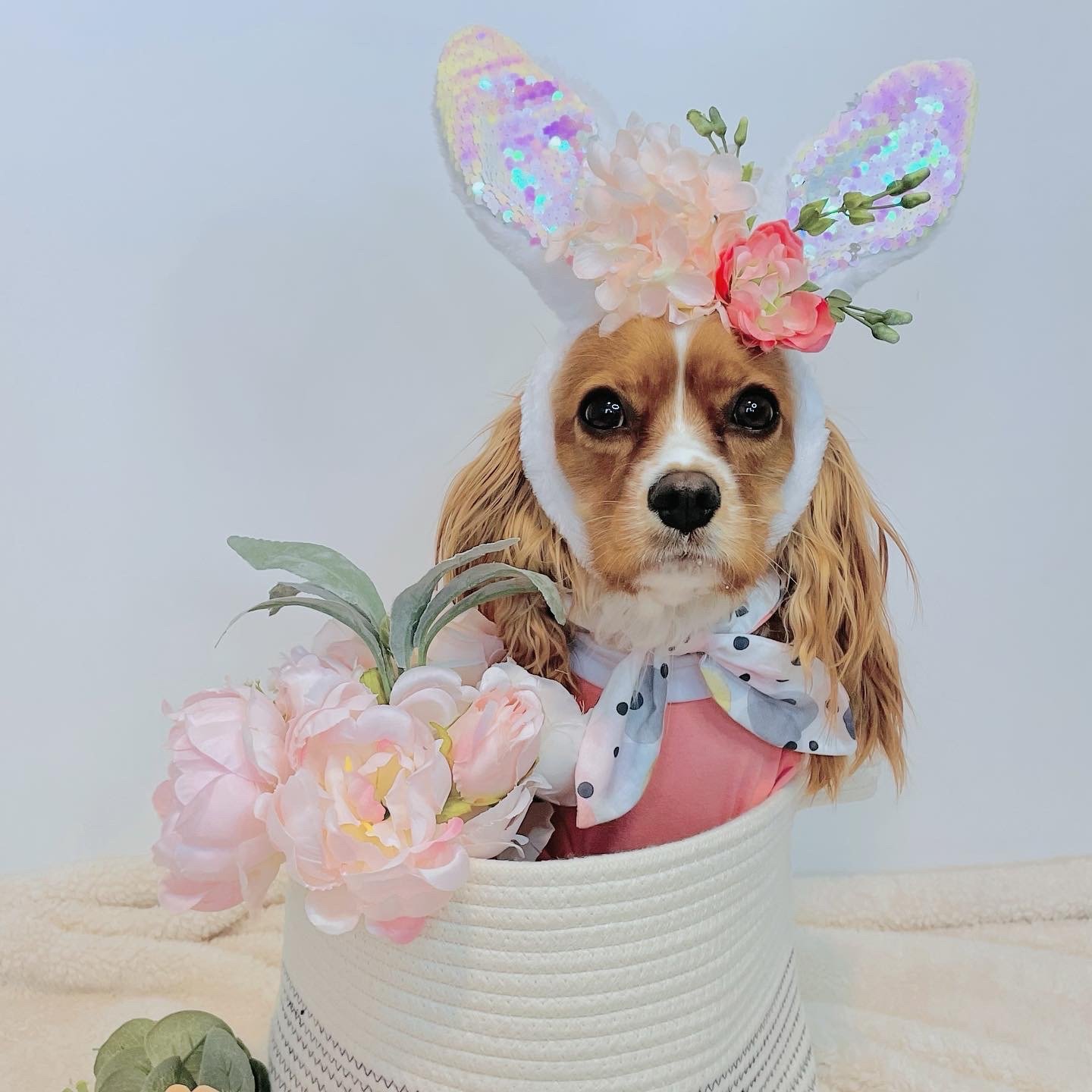 Maple - Furry People Productions