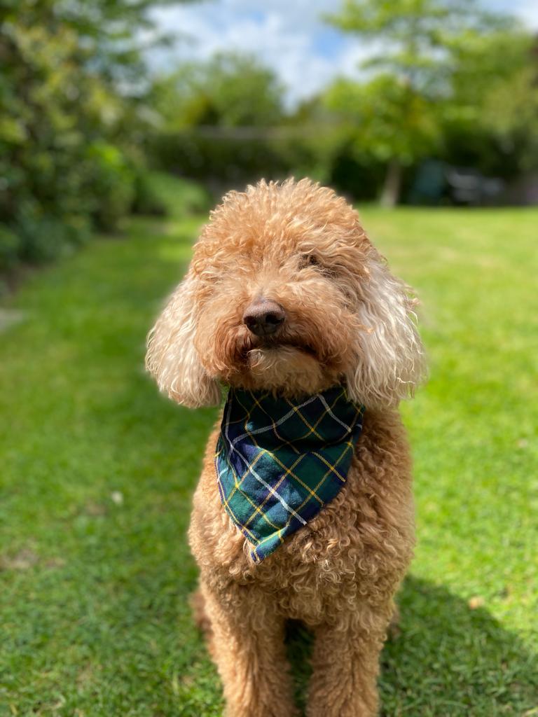 Cooper - Furry People Productions