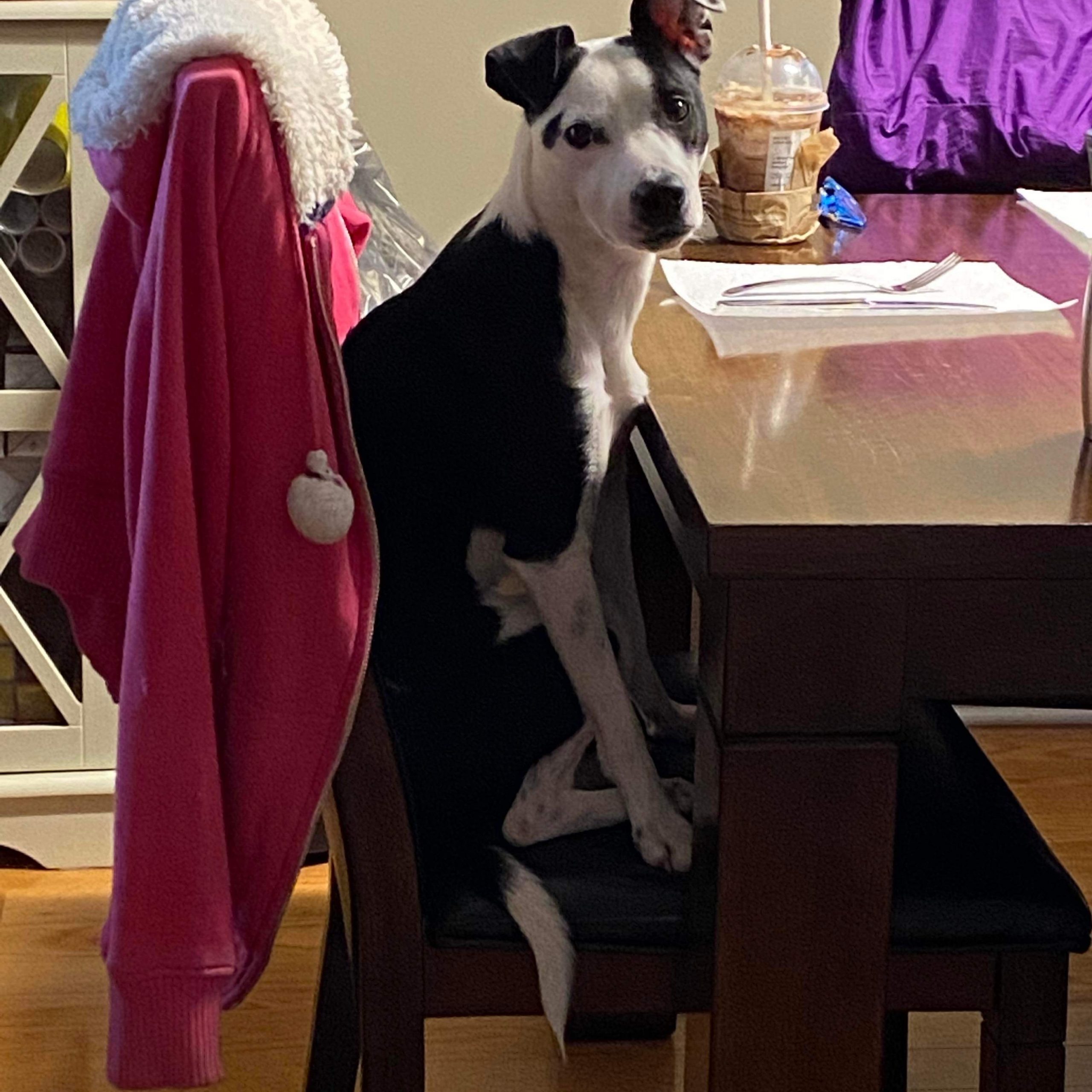 Aries - Furry People Productions