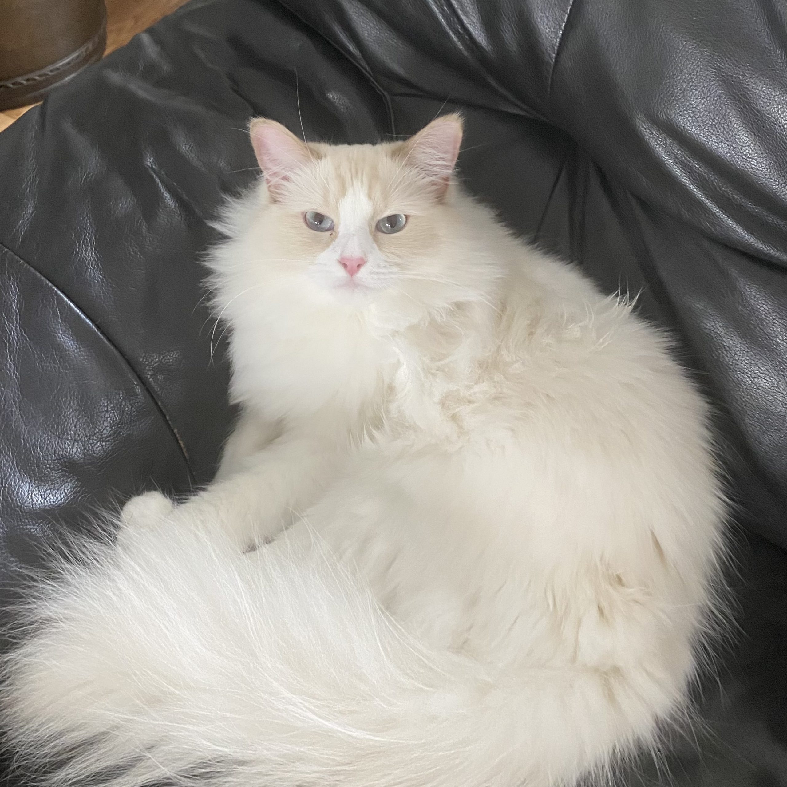 Nala - Furry People Productions