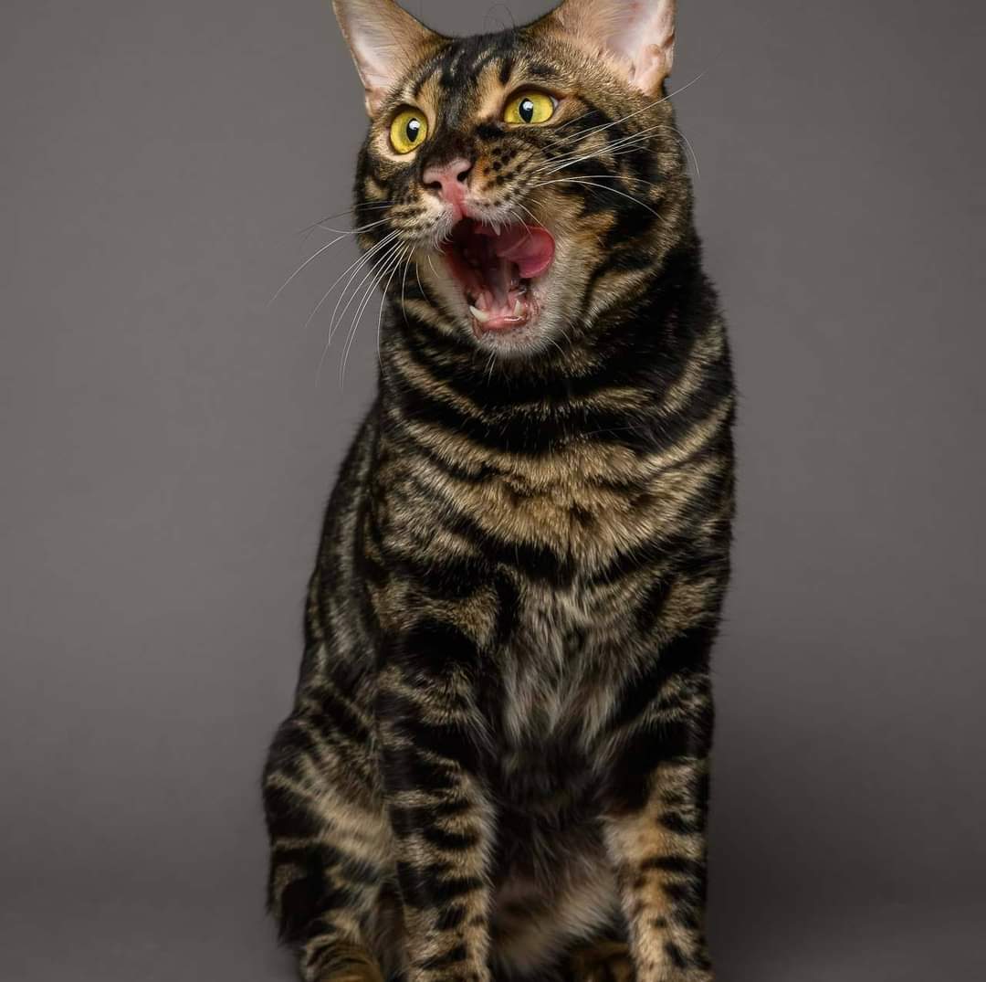 Bagheera - Furry People Productions