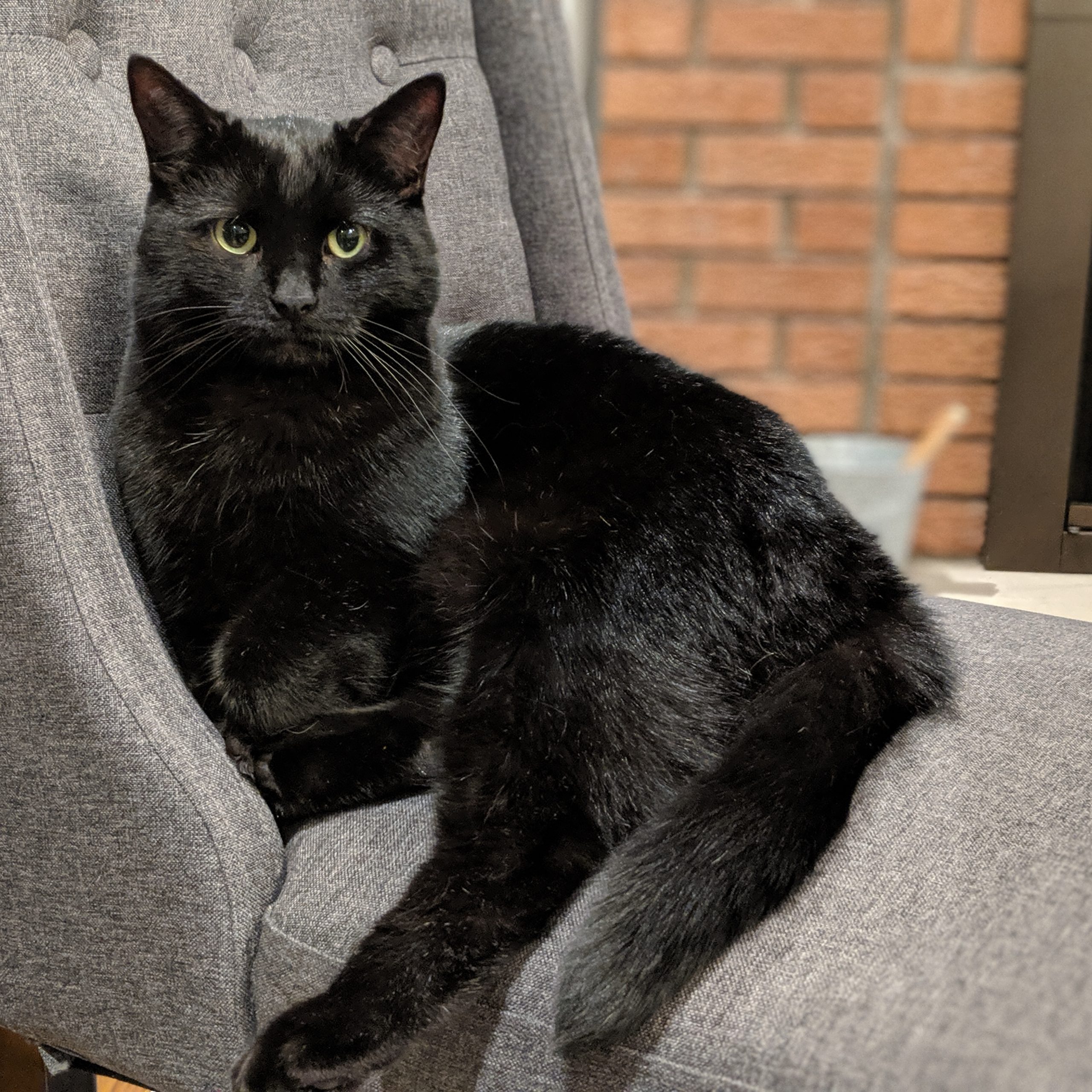 Pepper - Furry People Productions