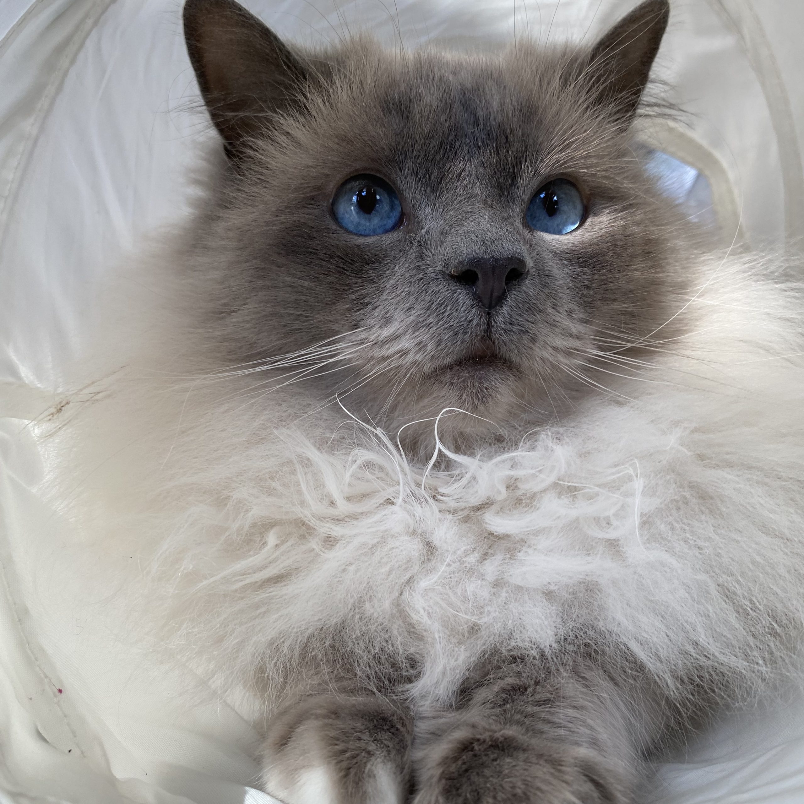 Tuna - Furry People Productions