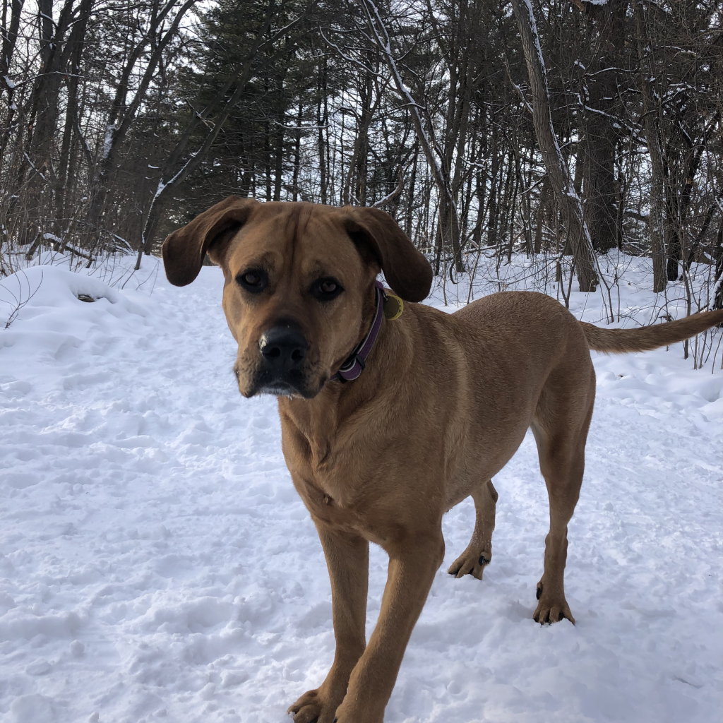 Hazel - Furry People Productions