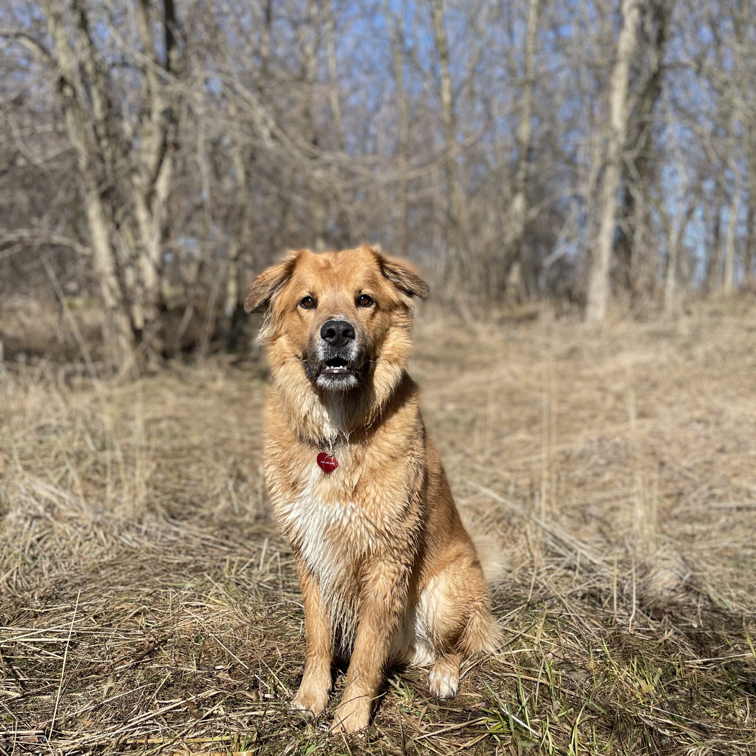 Fergus / Gus - Furry People Productions