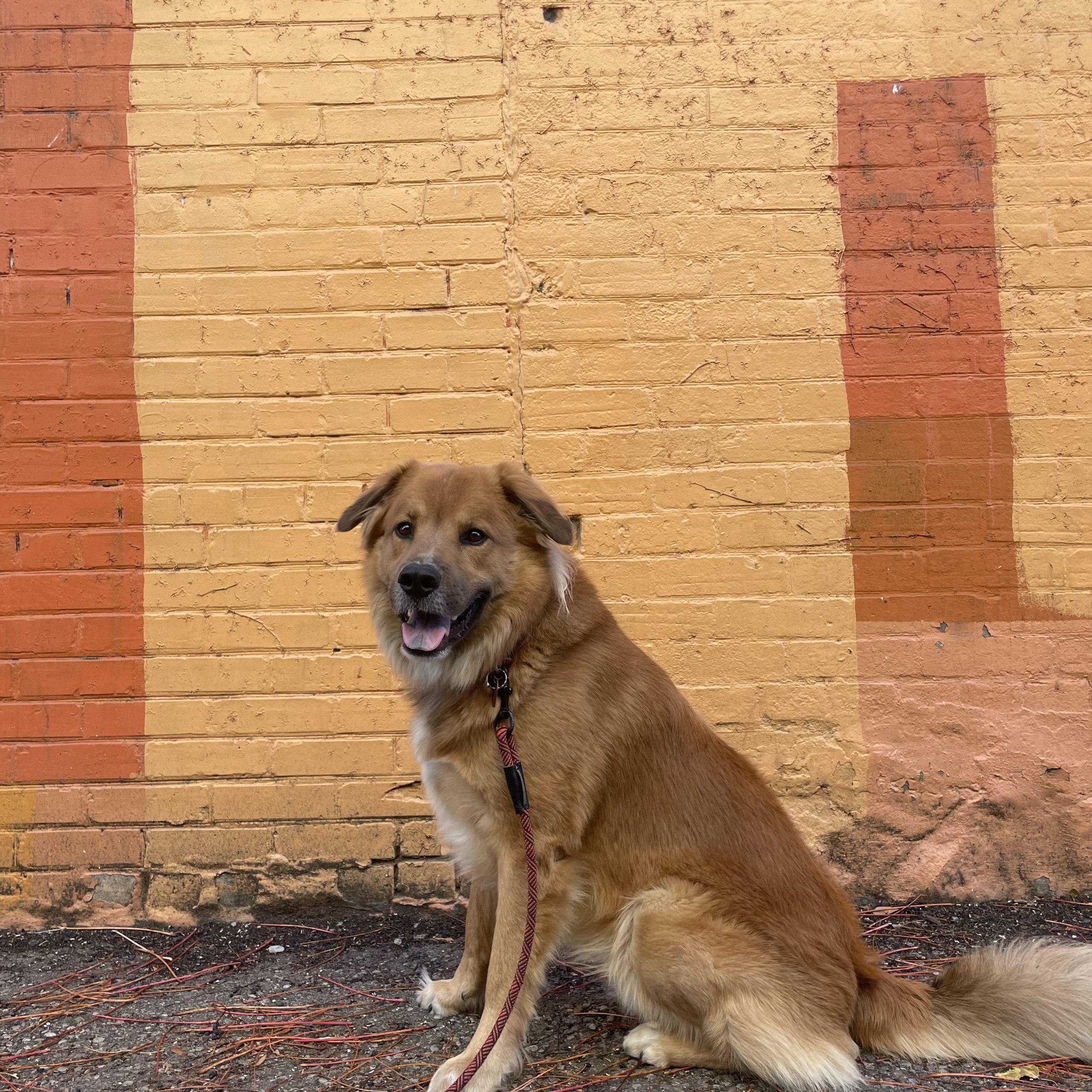 Fergus / Gus - Furry People Productions