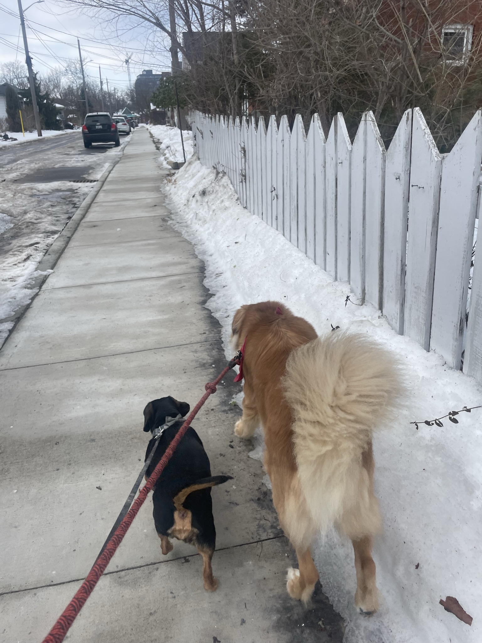 Fergus / Gus - Furry People Productions