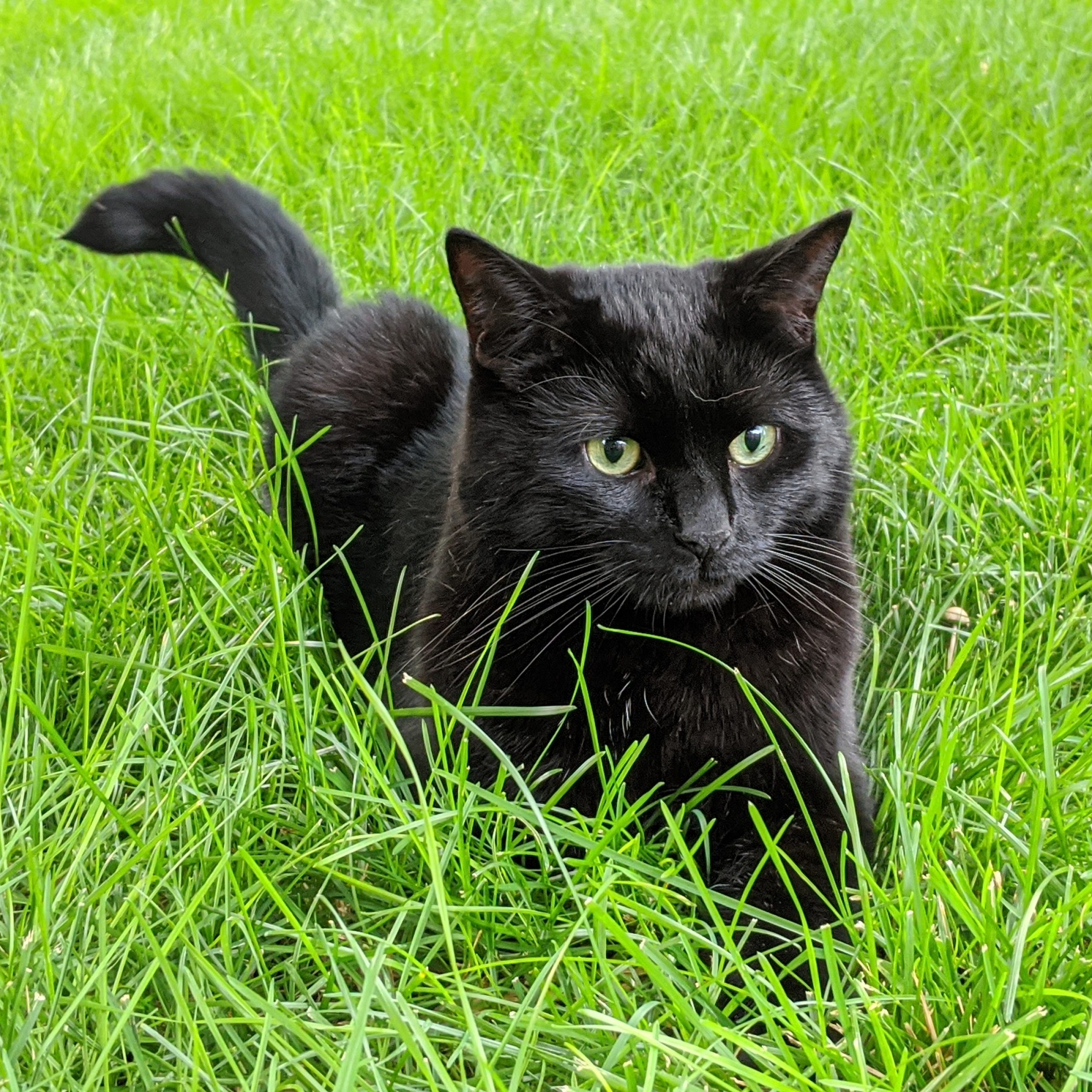 Pepper - Furry People Productions
