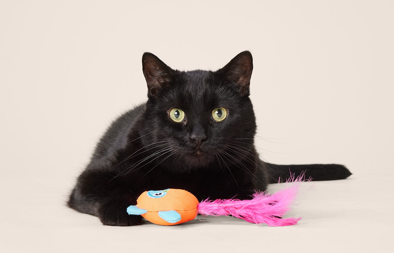 Pepper - Furry People Productions
