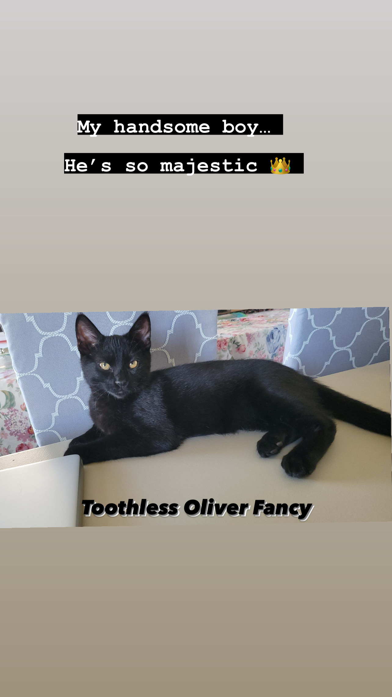 Toothless Oliver Fancy - Furry People Productions