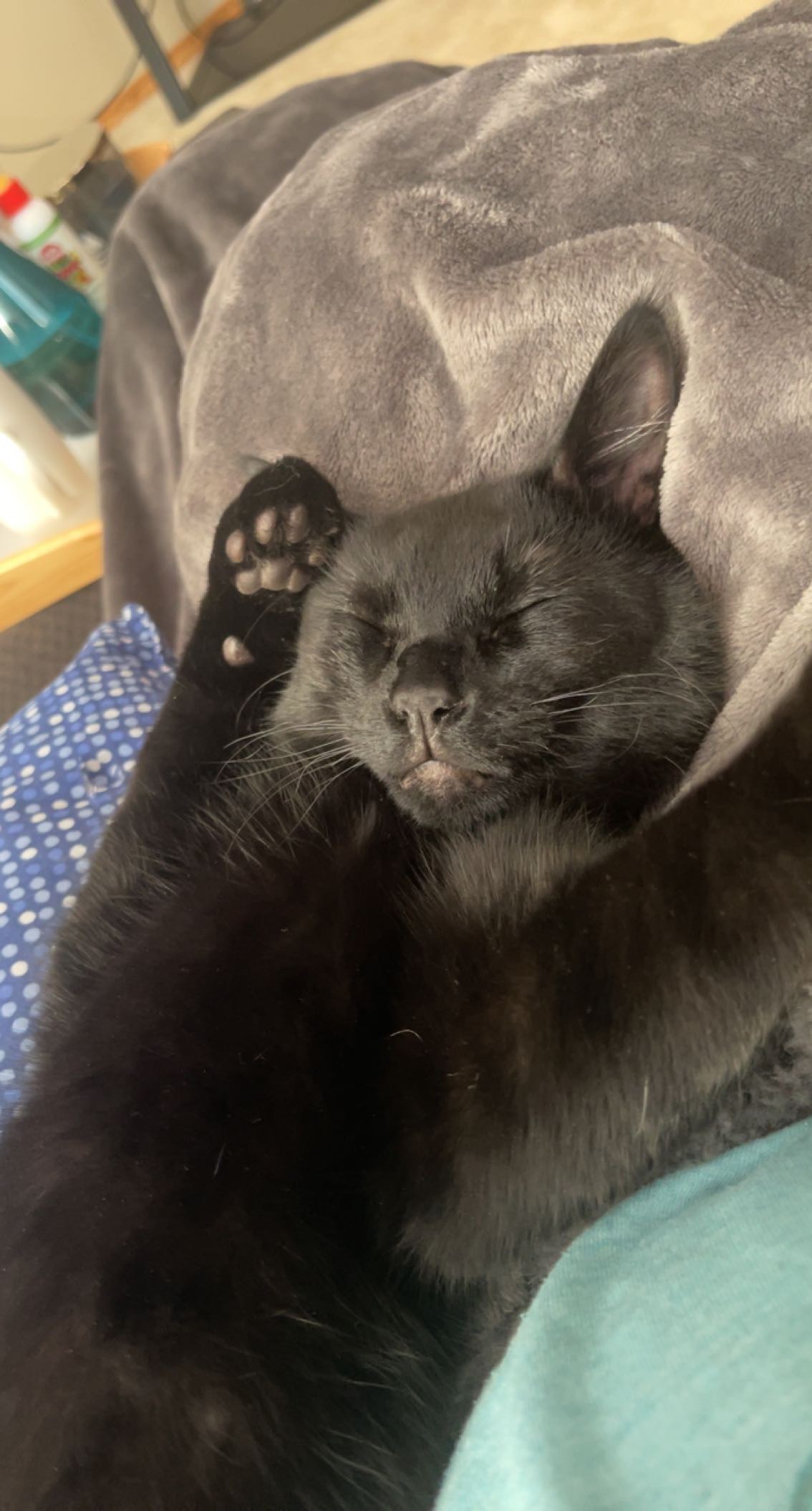 Toothless Oliver Fancy - Furry People Productions