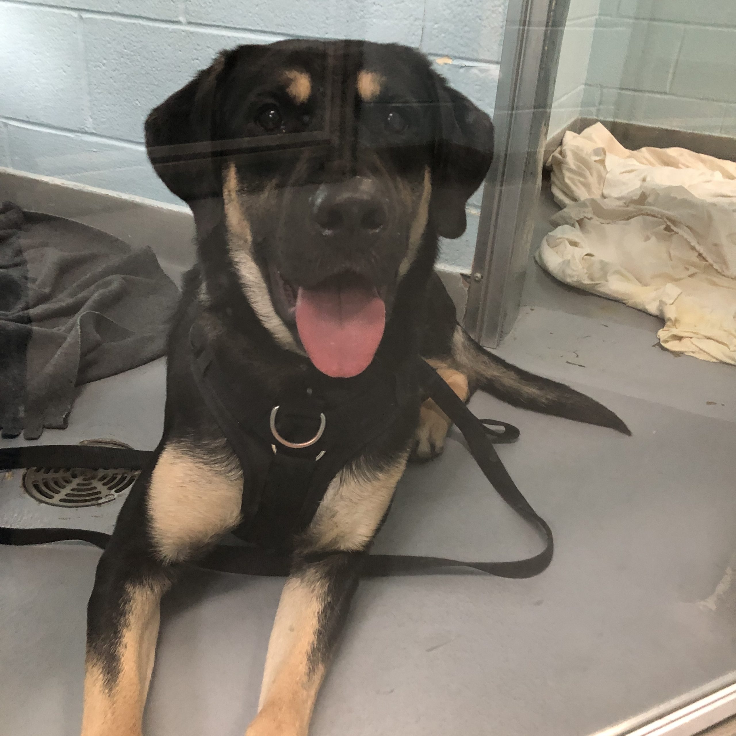 George - Furry People Productions