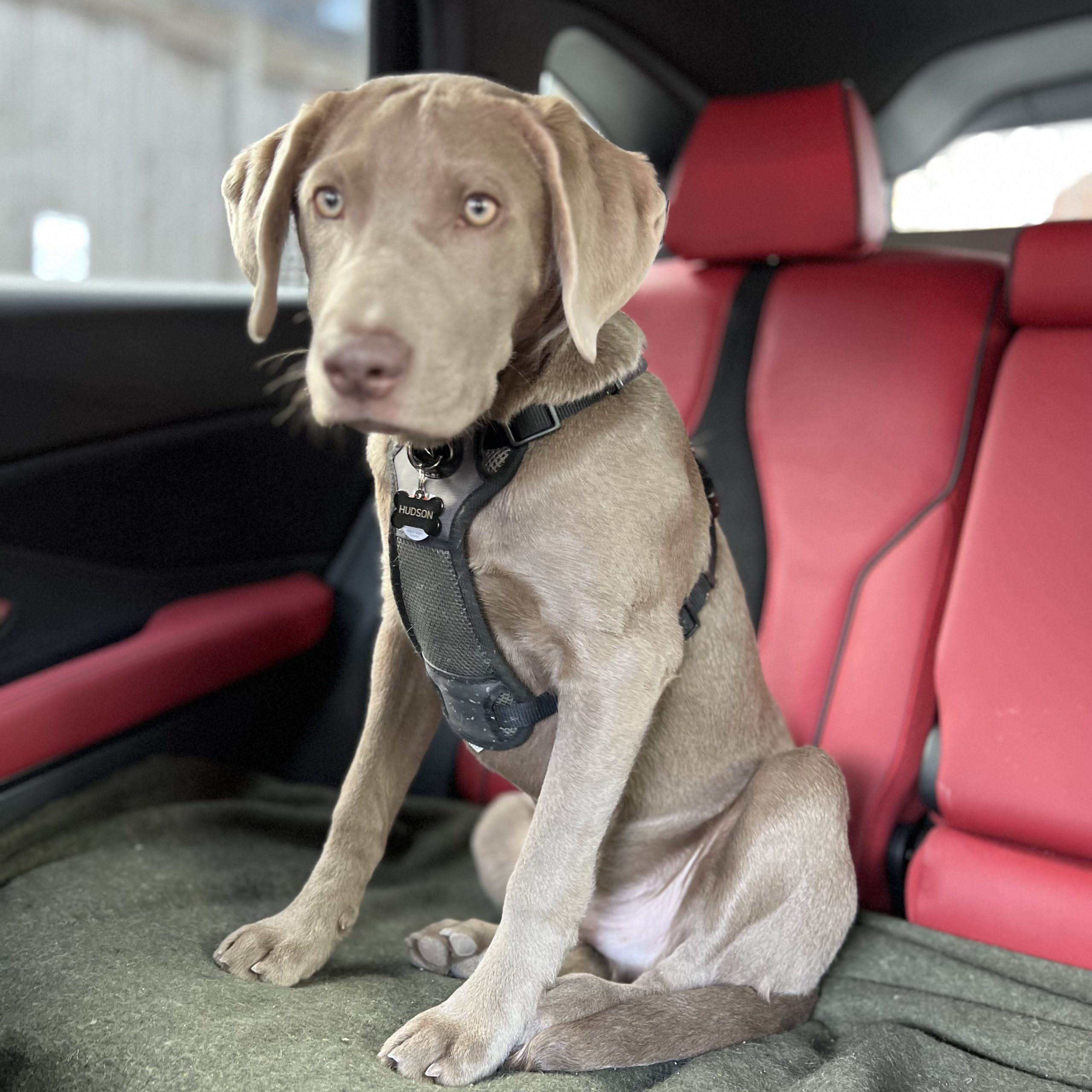 Hudson Fish - Furry People Productions