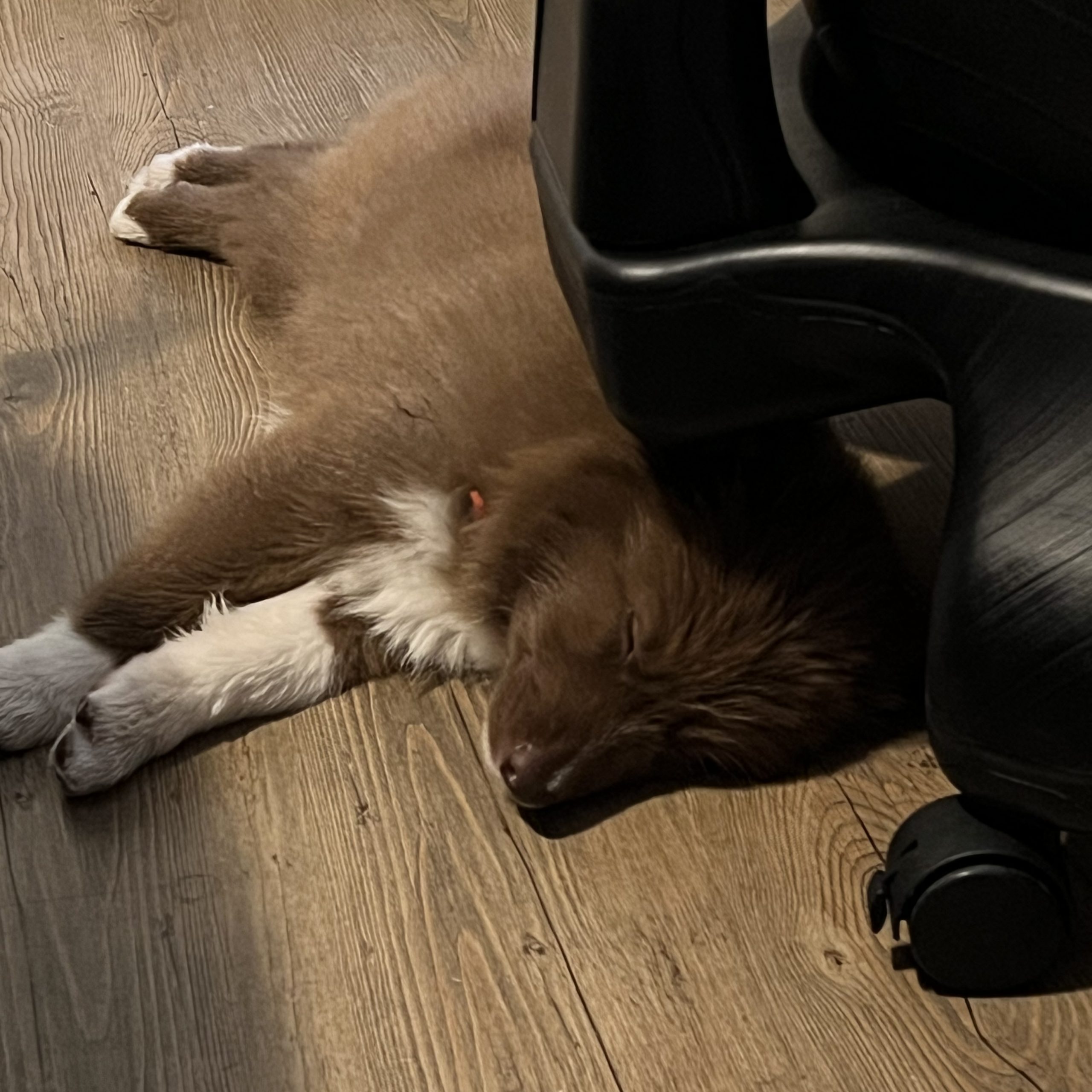 Pyro - Furry People Productions