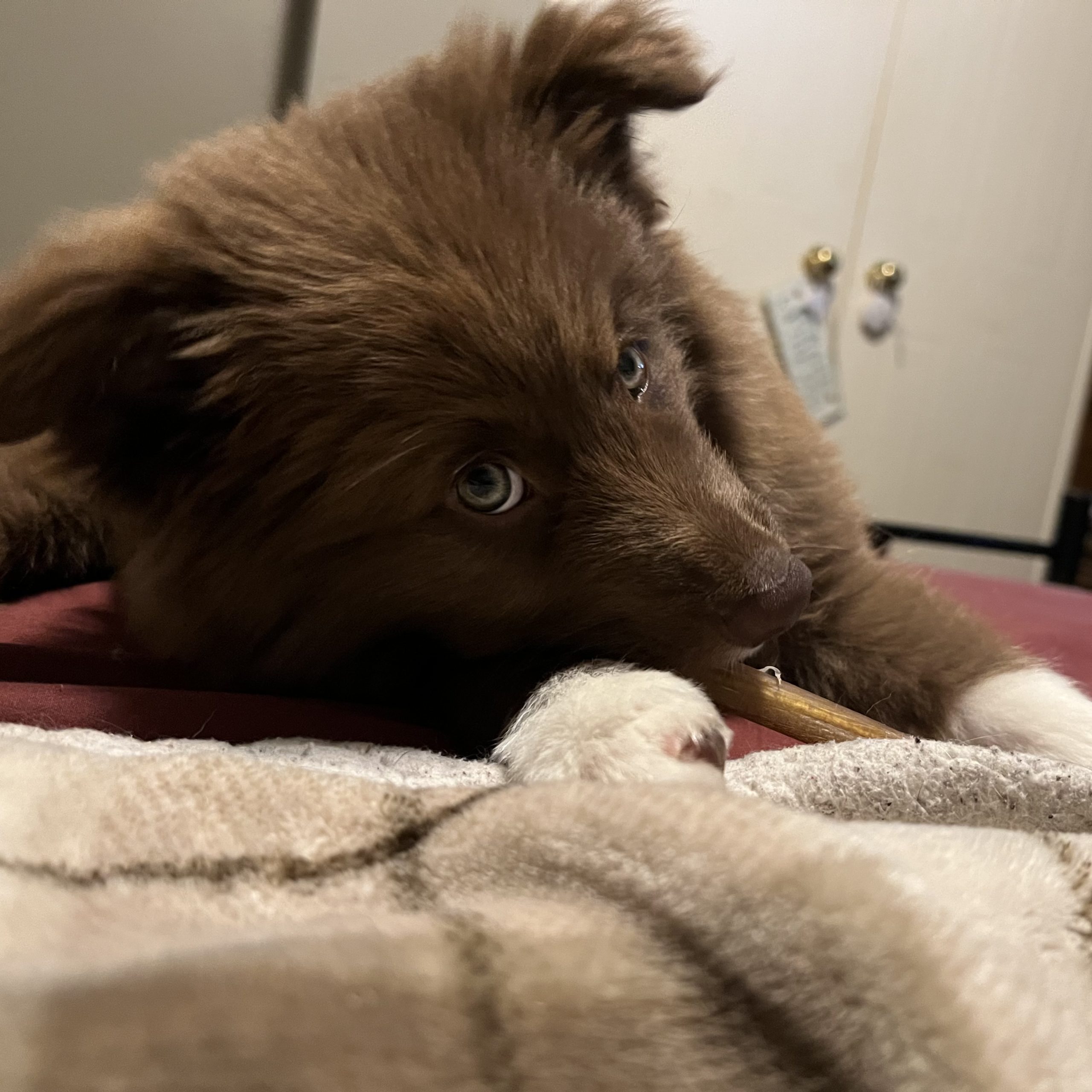 Pyro - Furry People Productions