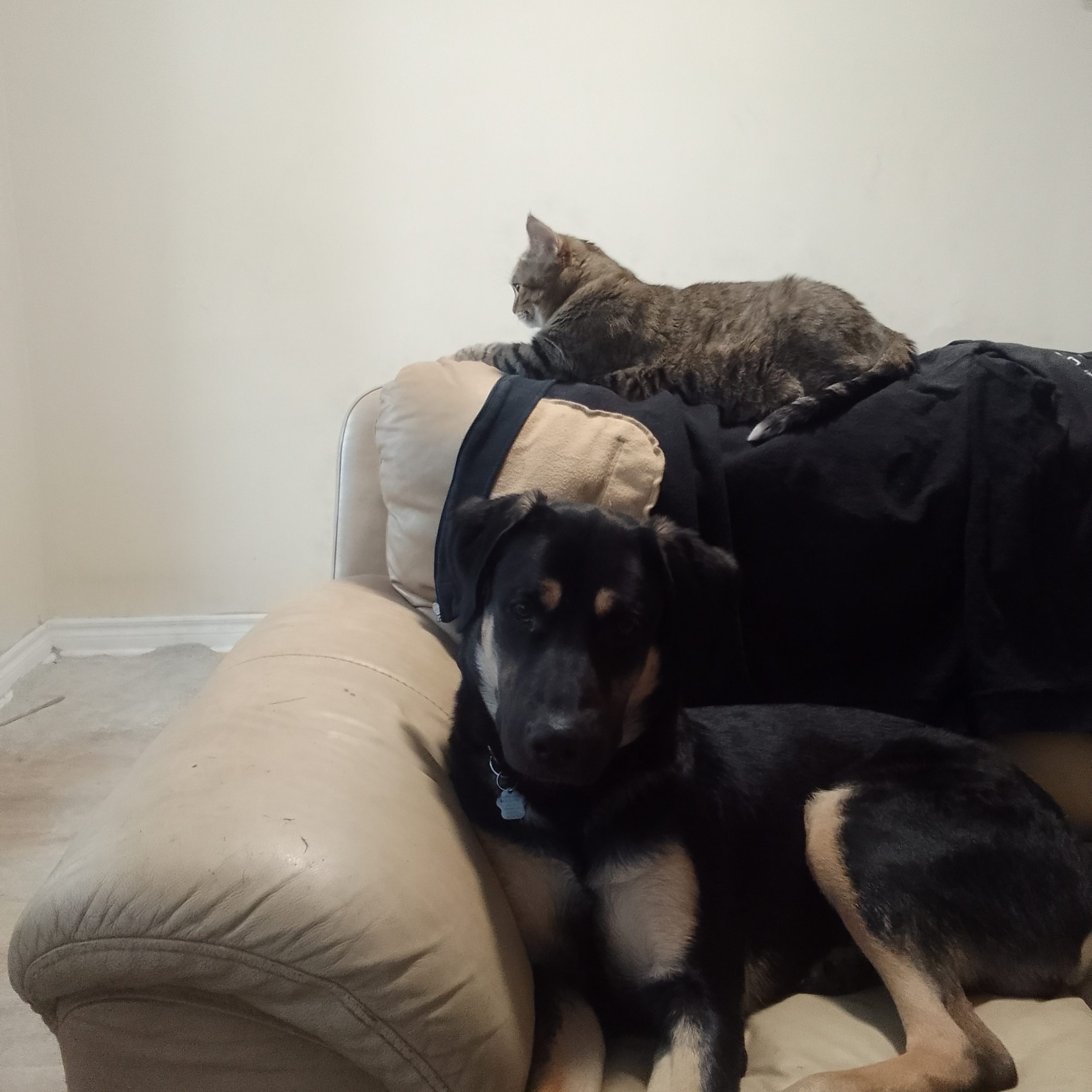 George - Furry People Productions