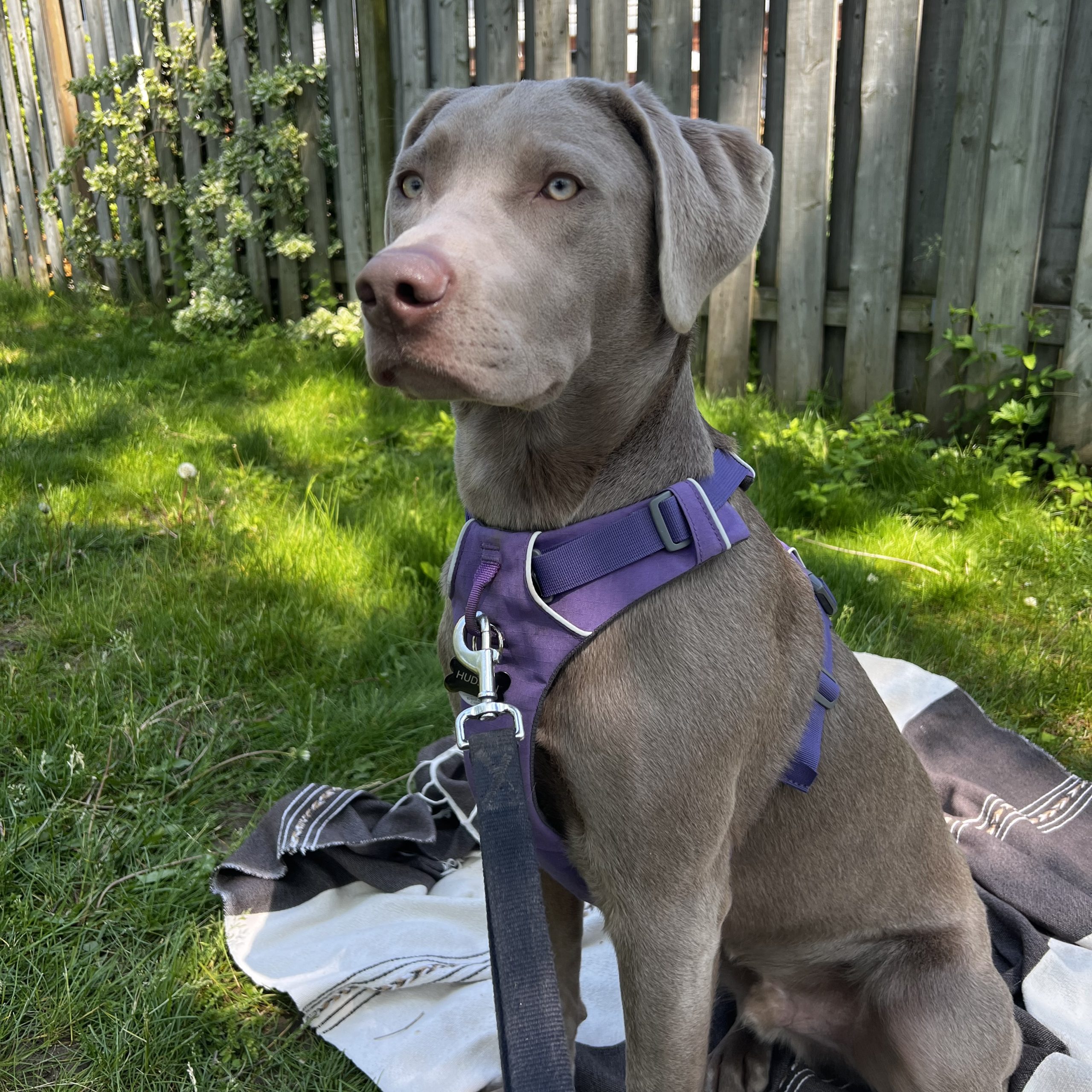 Hudson Fish - Furry People Productions