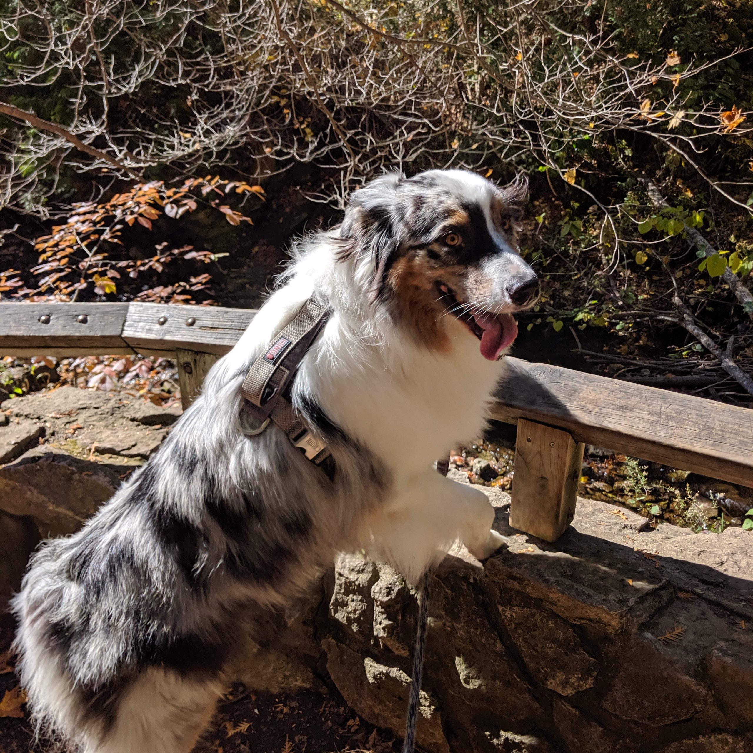 Rivet - Furry People Productions