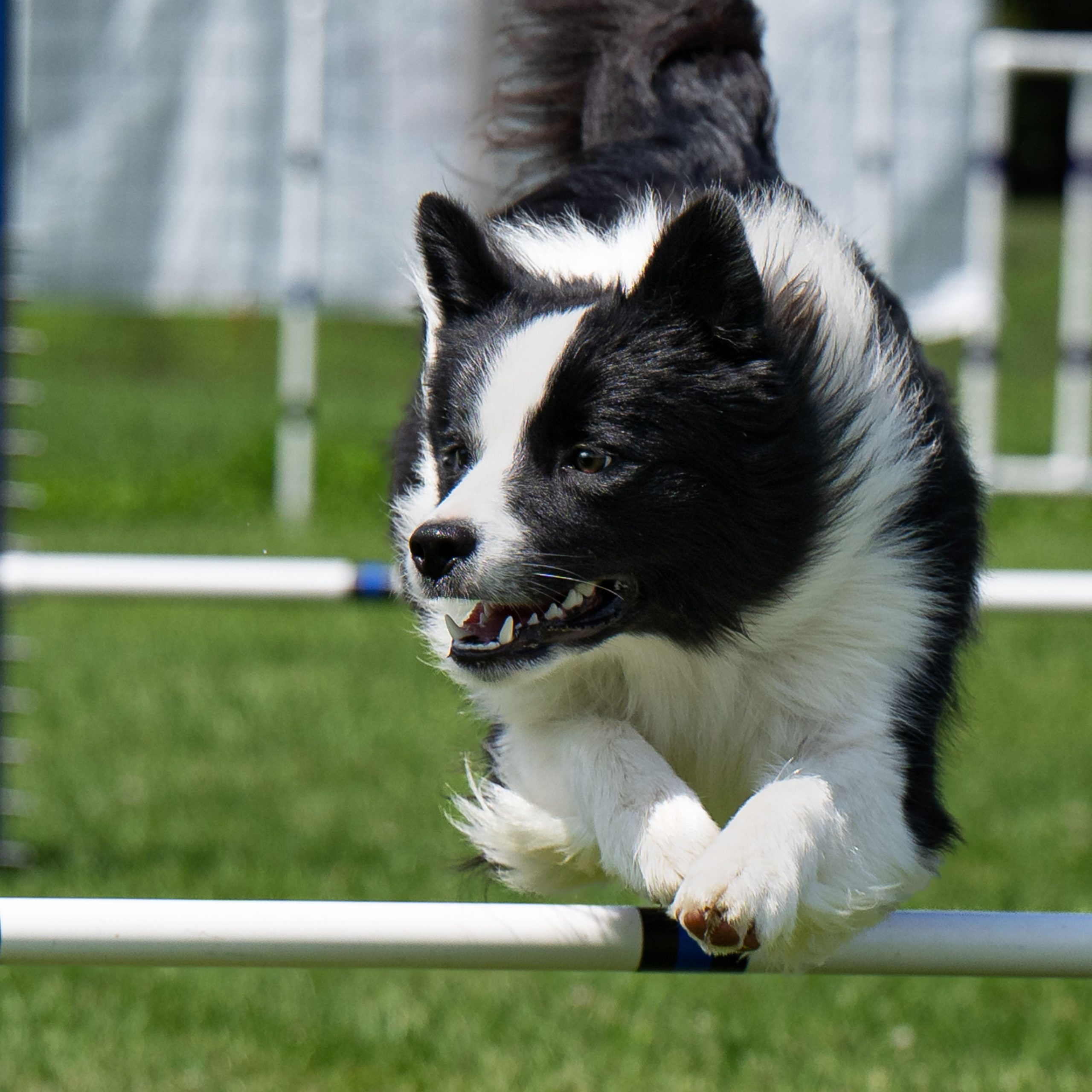 Risk - Furry People Productions