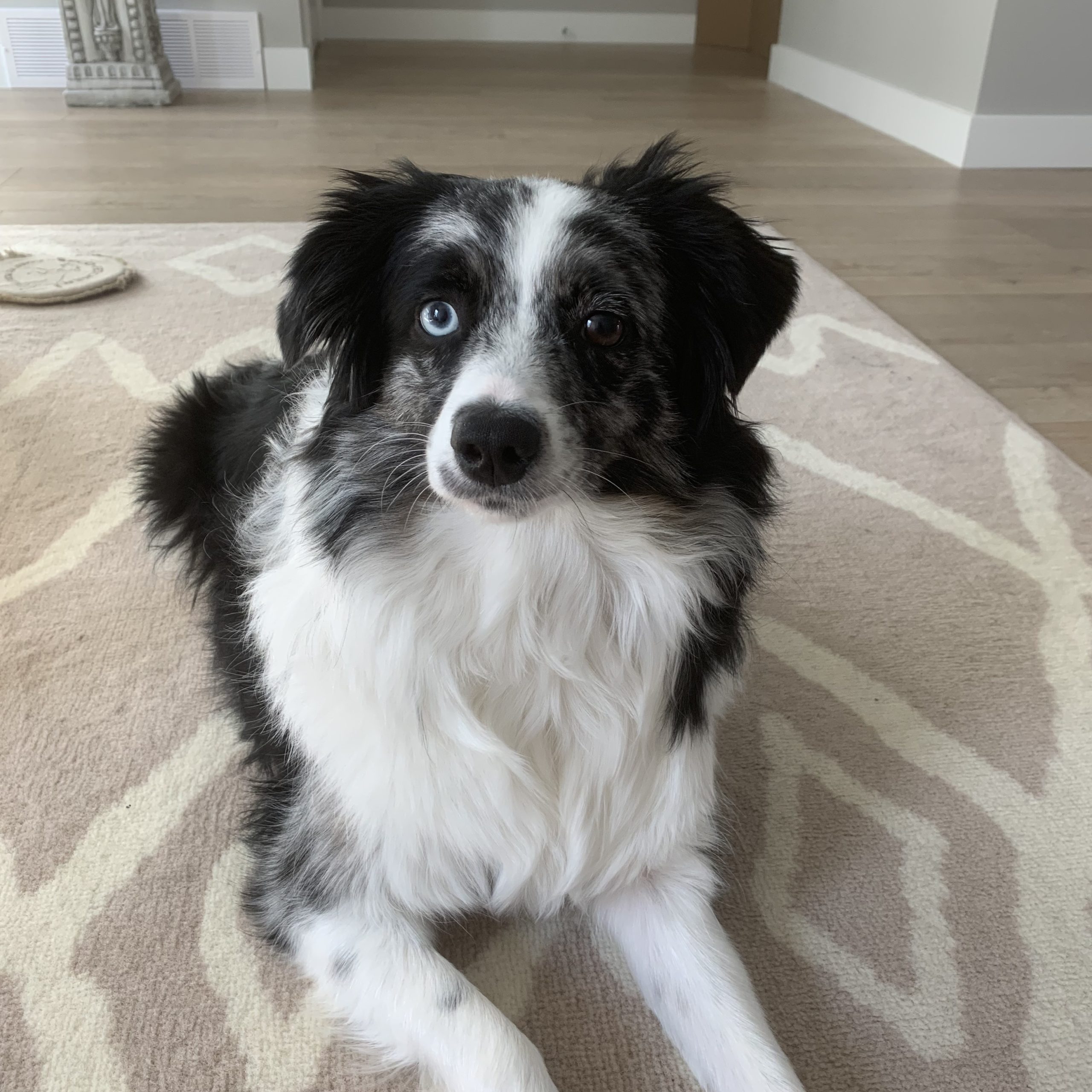 Sawyer - Furry People Productions