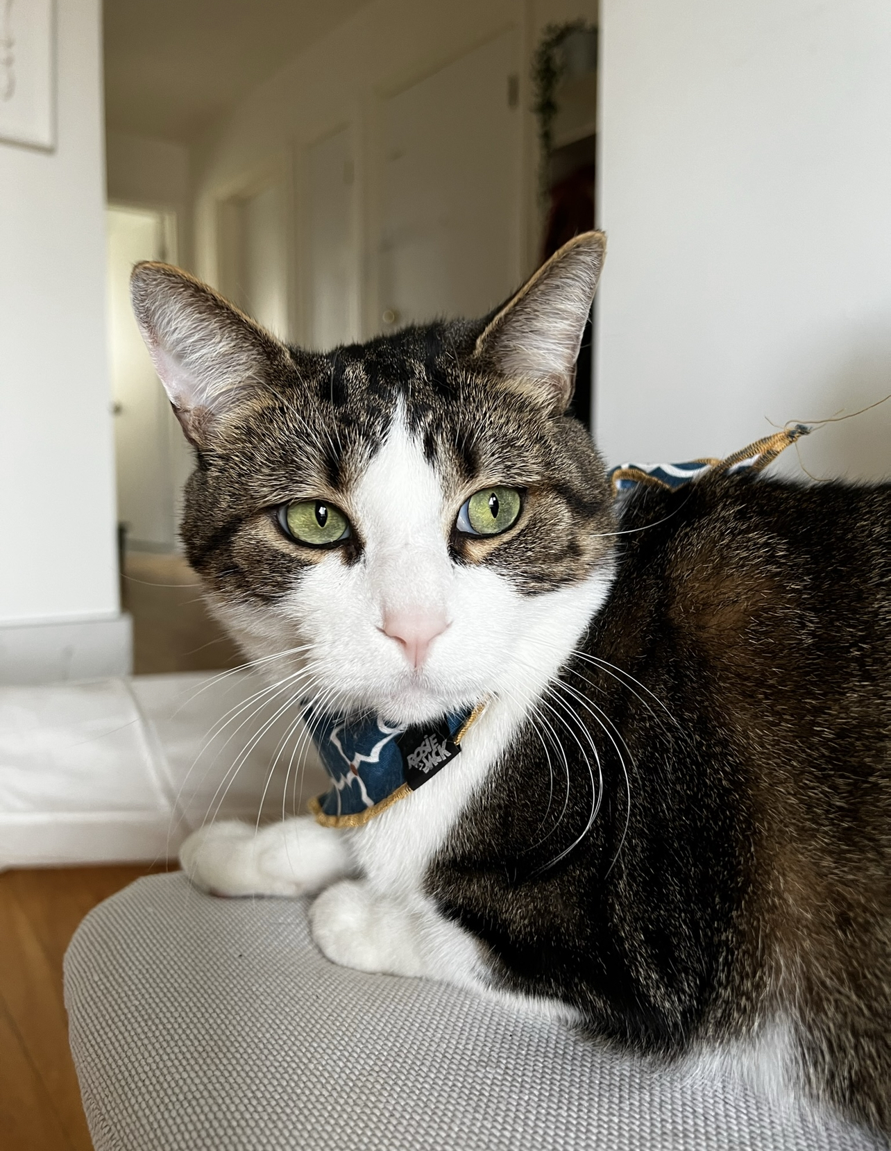 Whiskers - Furry People Productions