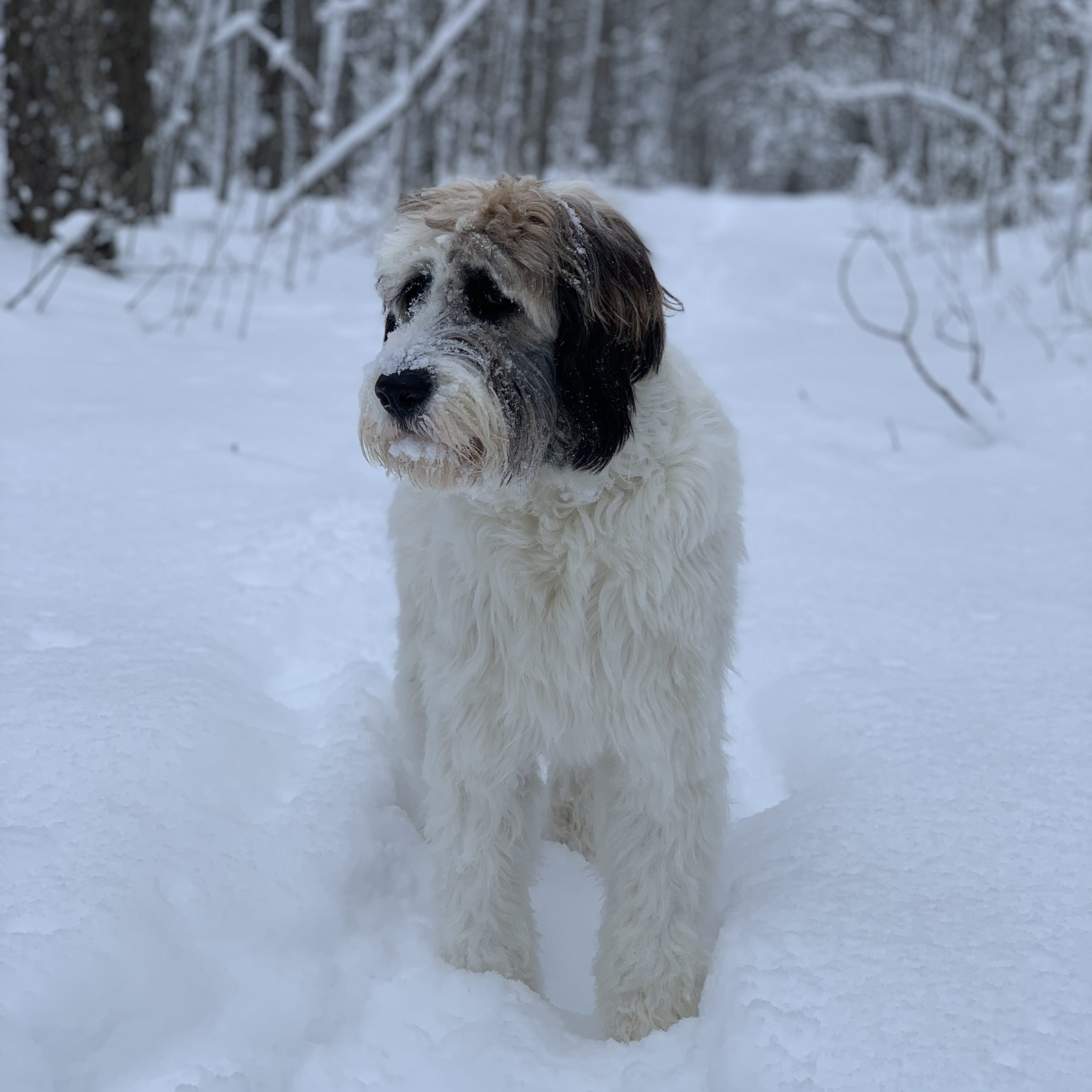 Izzy - Furry People Productions