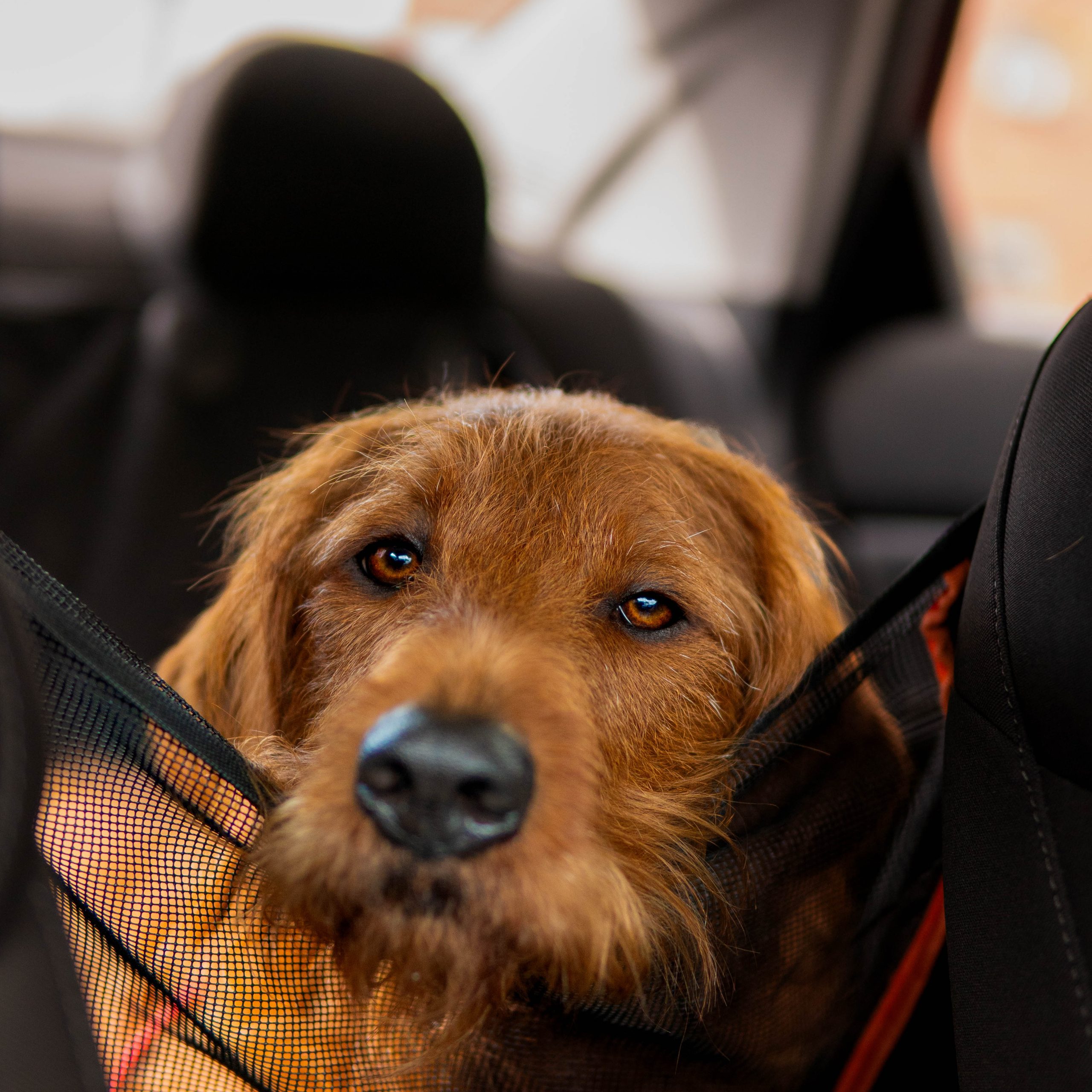 Dobby - Furry People Productions