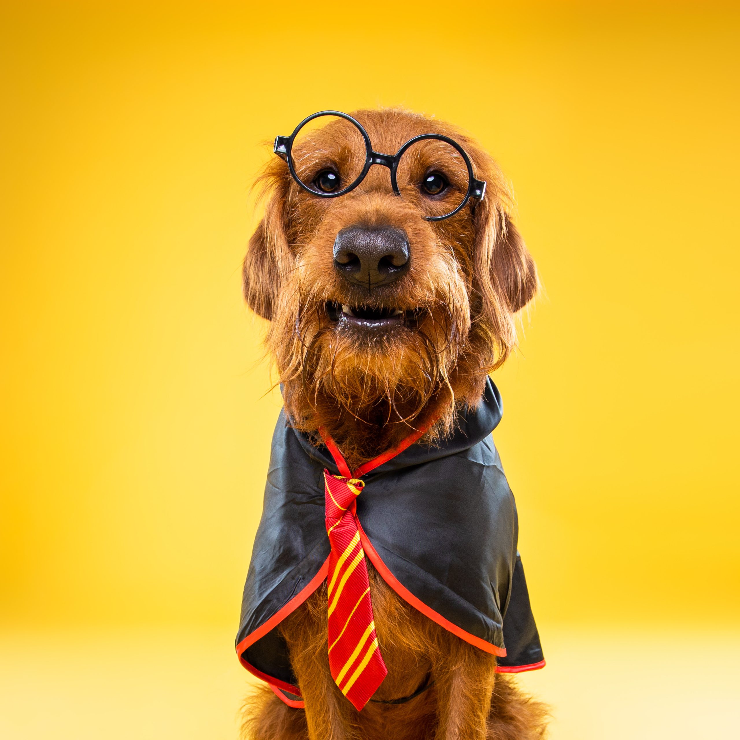 Dobby - Furry People Productions