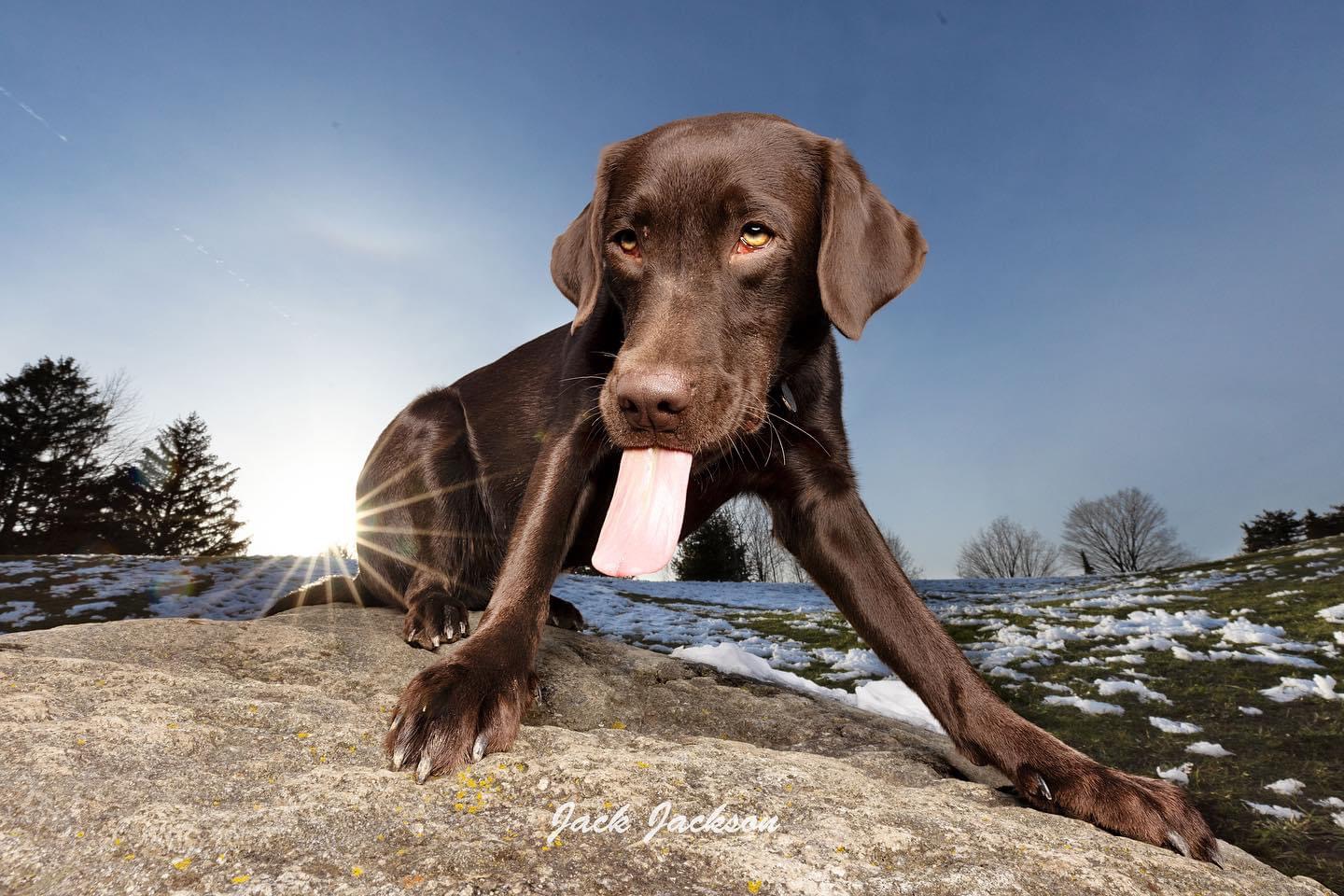 Maple - Furry People Productions