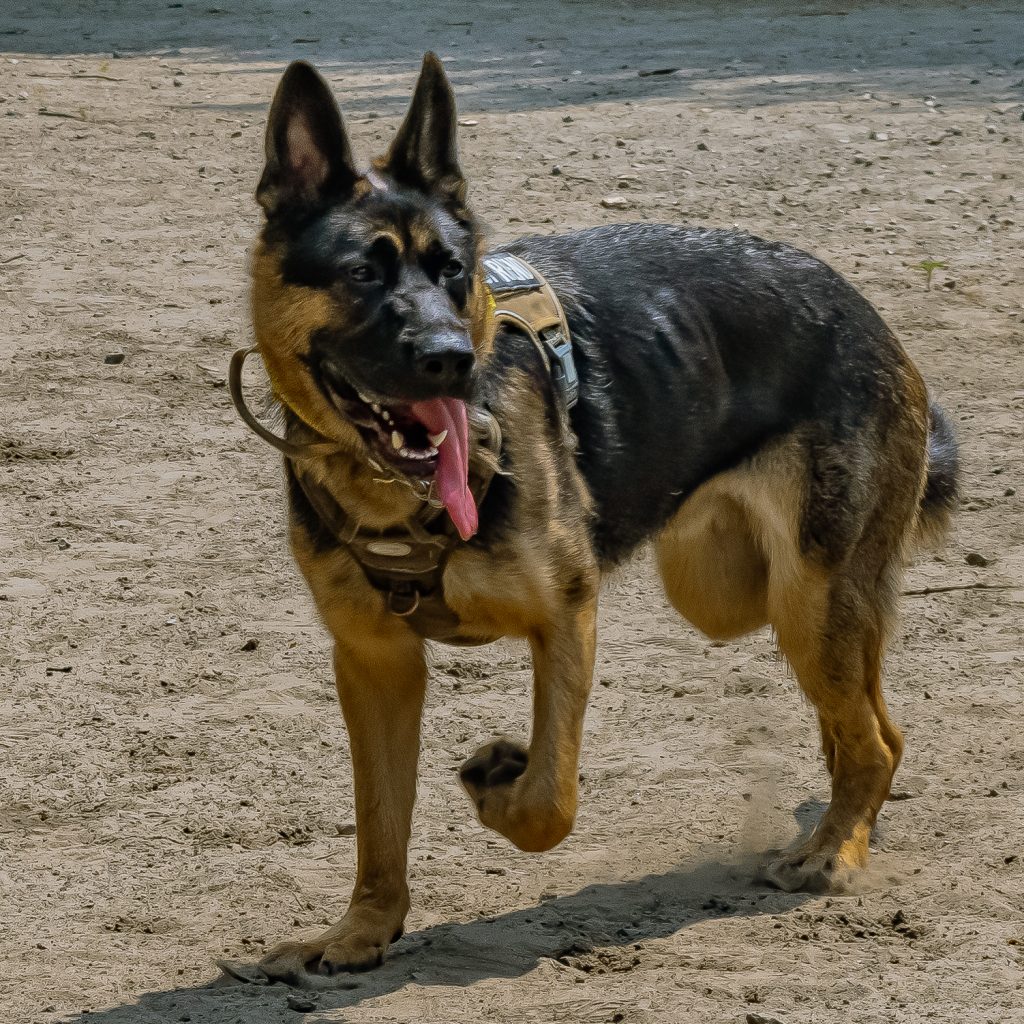 Pluto - Furry People Productions