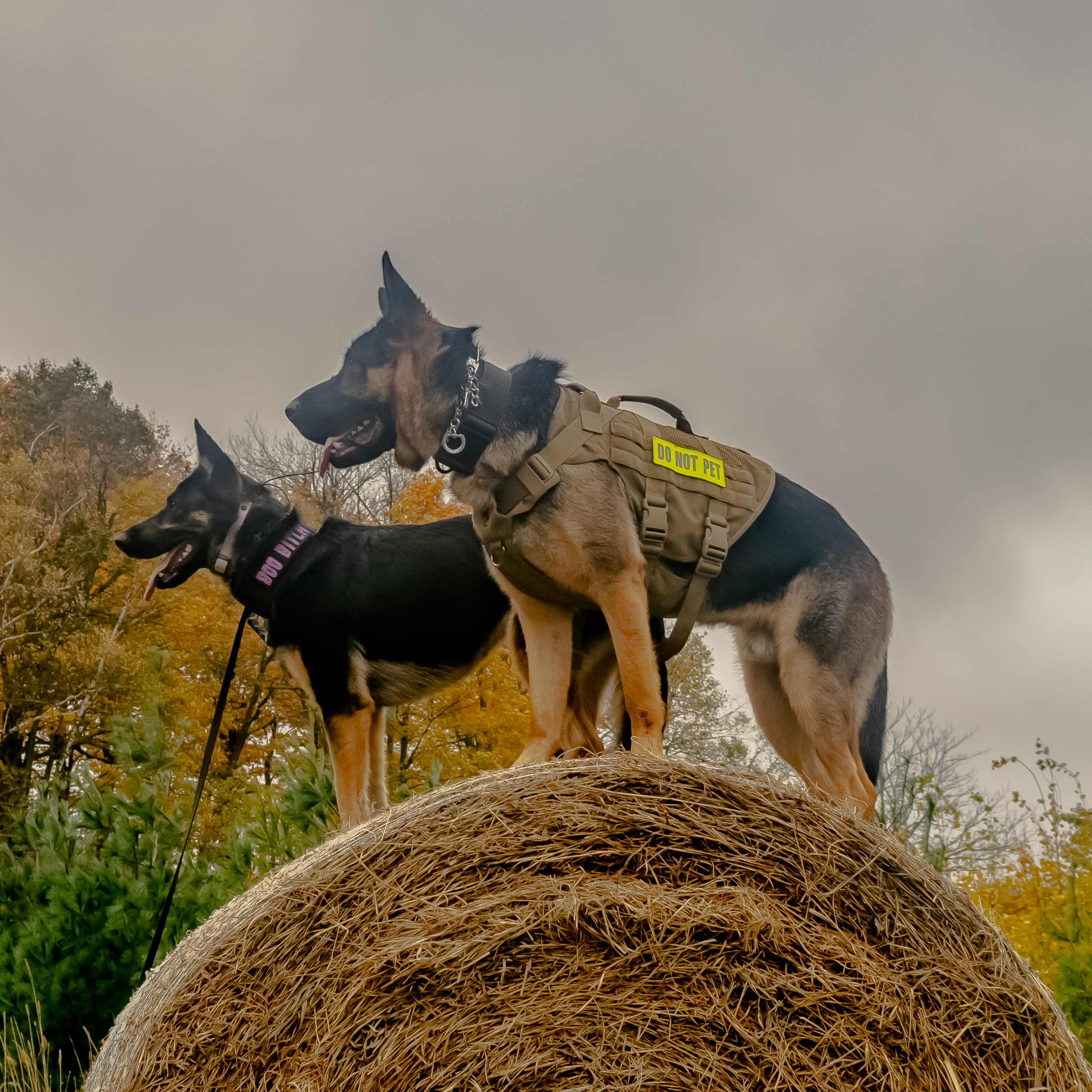 Pluto - Furry People Productions