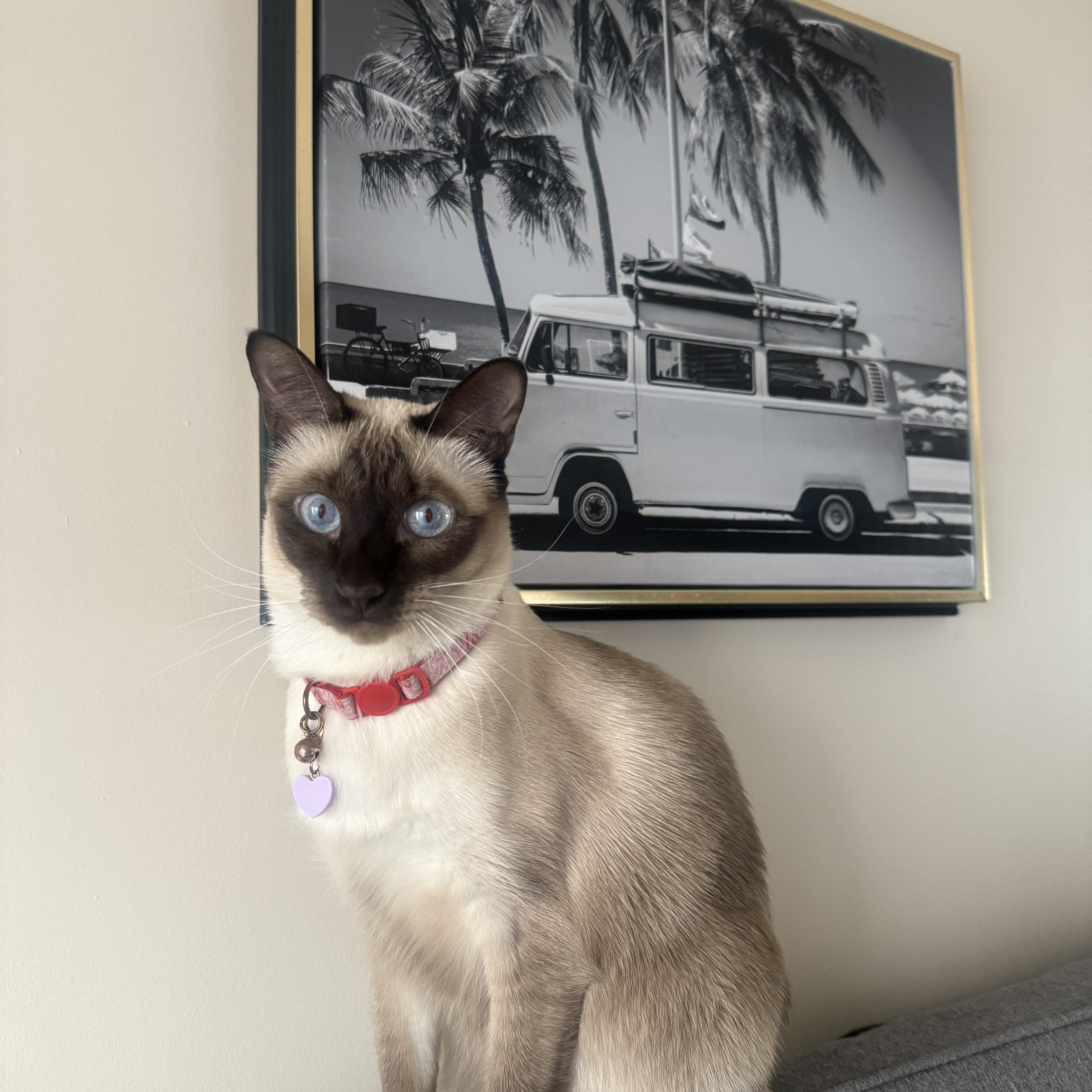 Tokyo - Furry People Productions