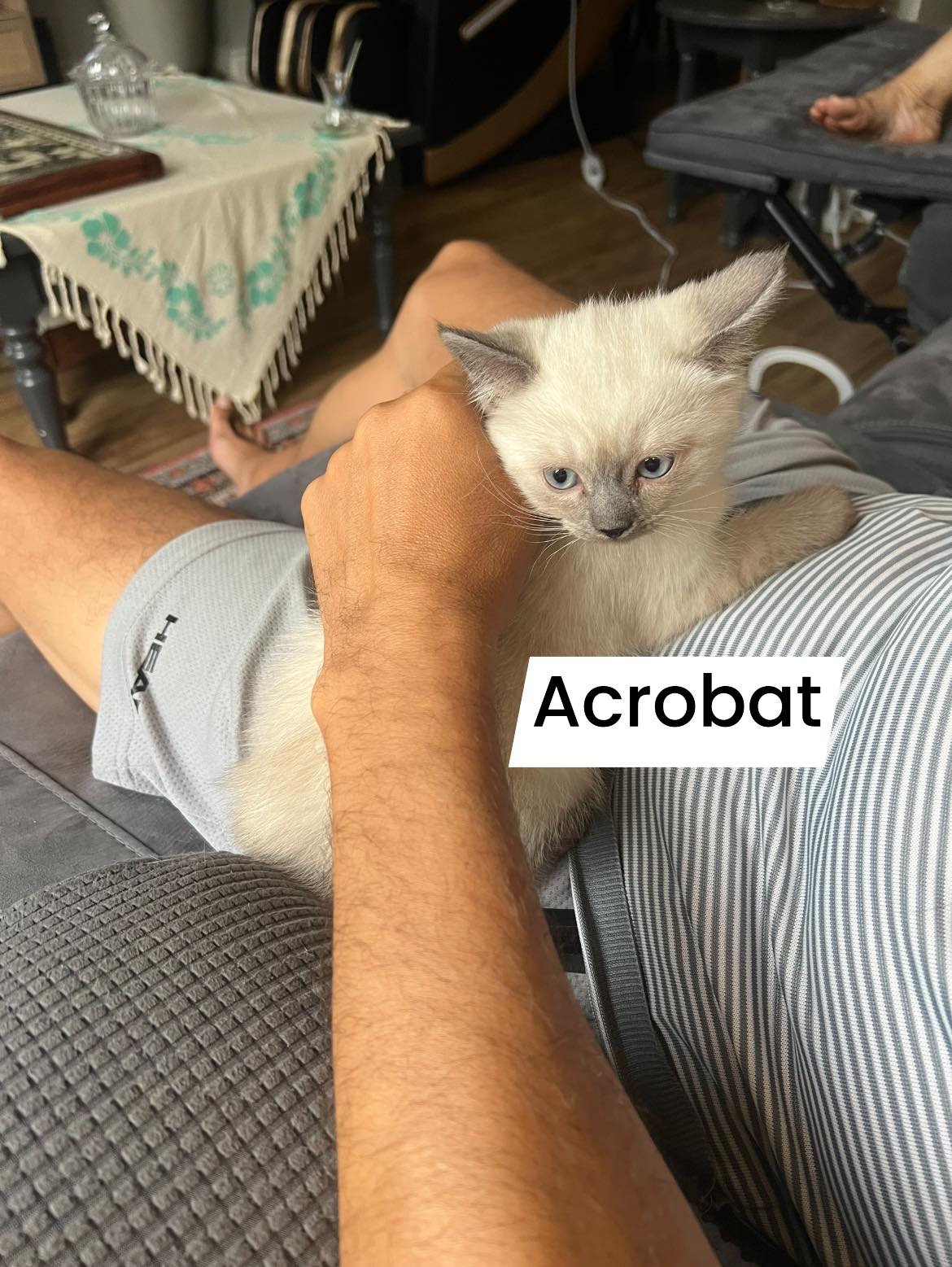 Acrobat - Furry People Productions