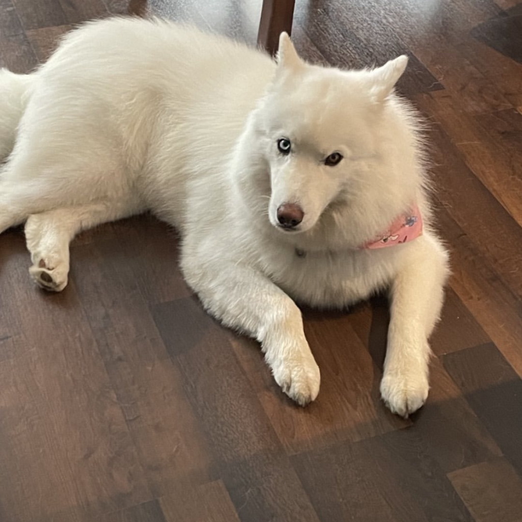 Luna - Furry People Productions