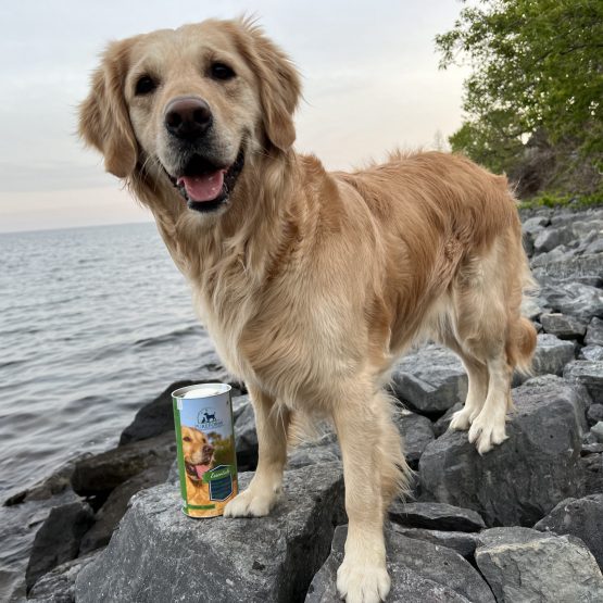 Rory - Furry People Productions