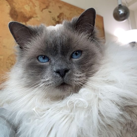 Tuna - Furry People Productions