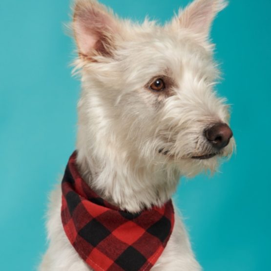 Bosley Furry People Productions