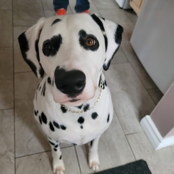 Simon - Furry People Productions