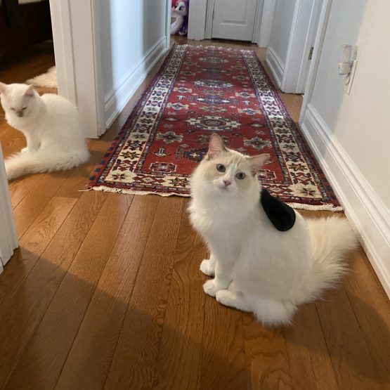 Nala - Furry People Productions