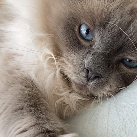 Tuna - Furry People Productions